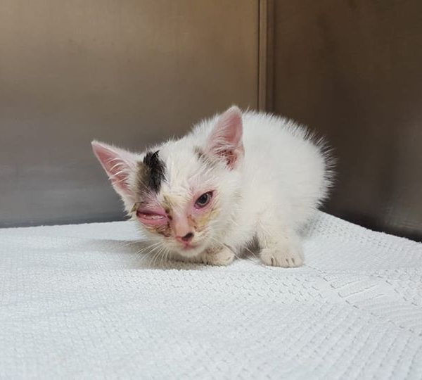 Katzenschnupfen – Tierarztpraxis Birgit Dumhart