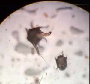 Ohrmilben – Tierarztpraxis Birgit Dumhart