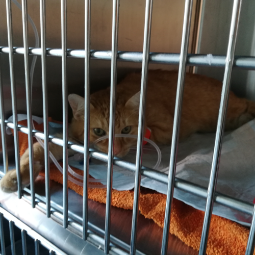 Alpha Chloralose – das moderne Rattengift – Tierarztpraxis Birgit Dumhart